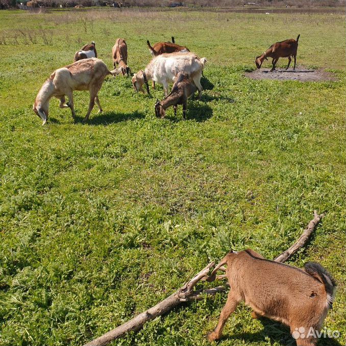 Продаются нубийские козы