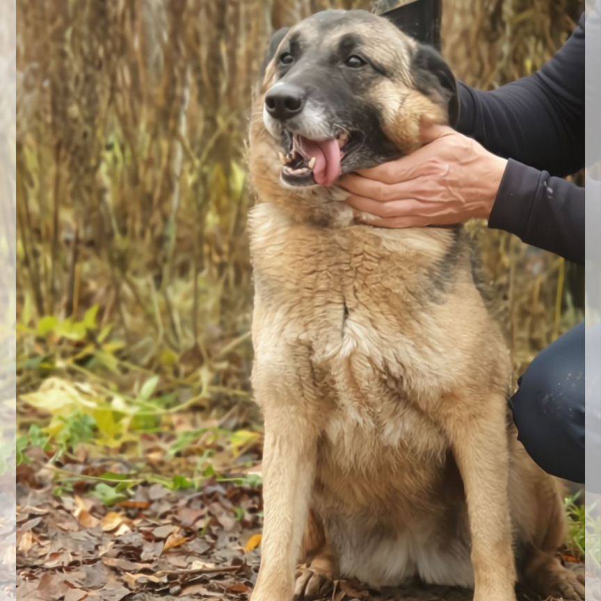 Взрослая собака в добрые руки
