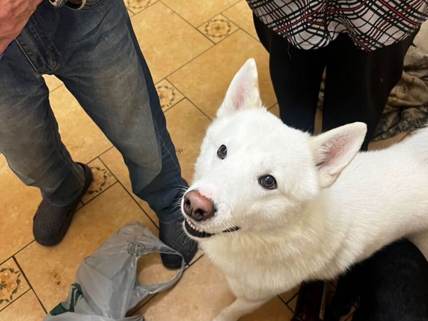 Лайка и такса в беде