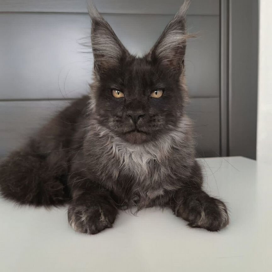 Котята мейн-кун