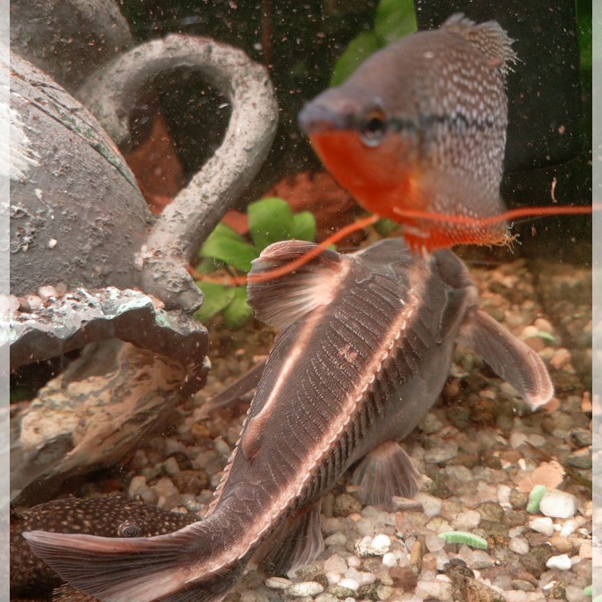 Сомы платидорас