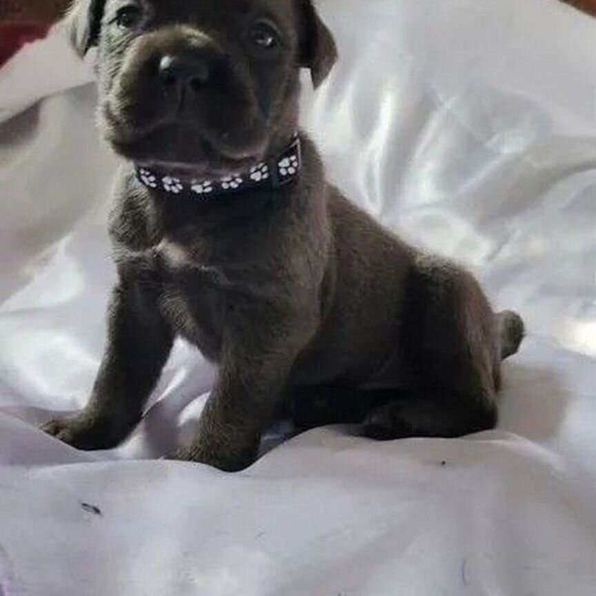 Щенки Кане-корсо