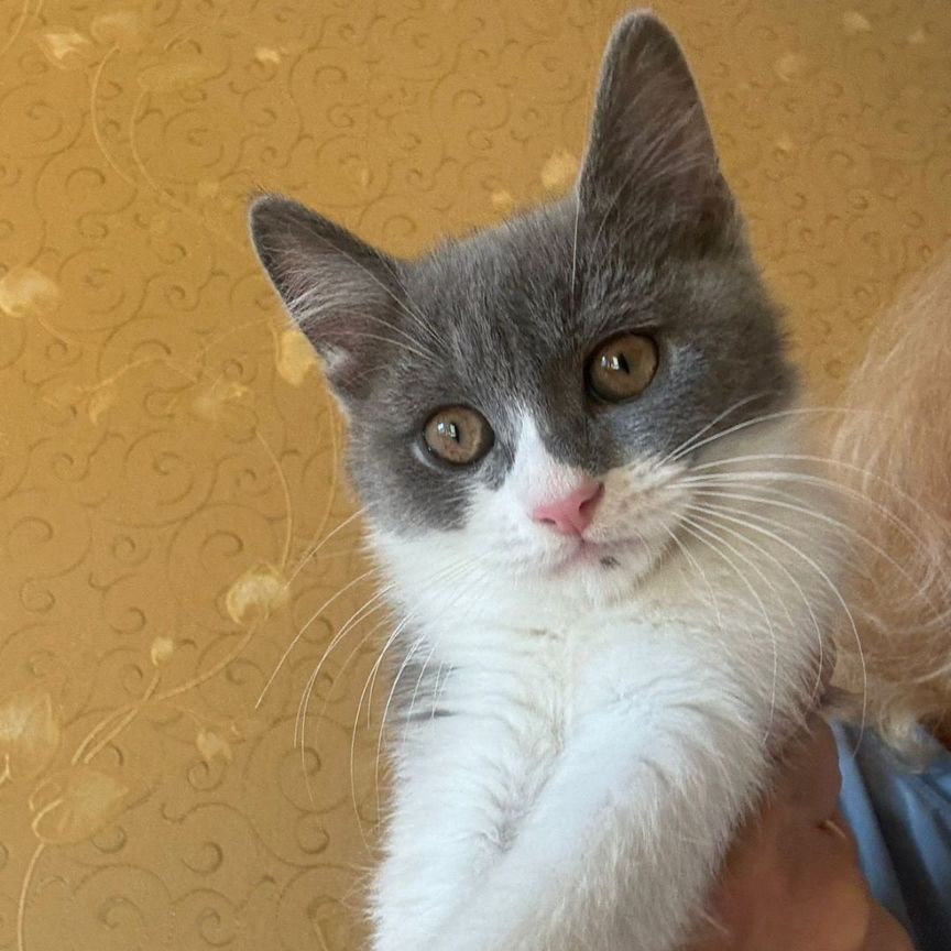 Котенок