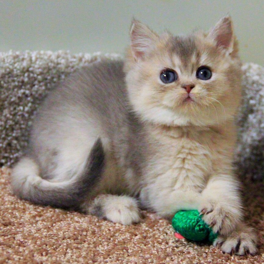 Британский короткошёрстный котёнок