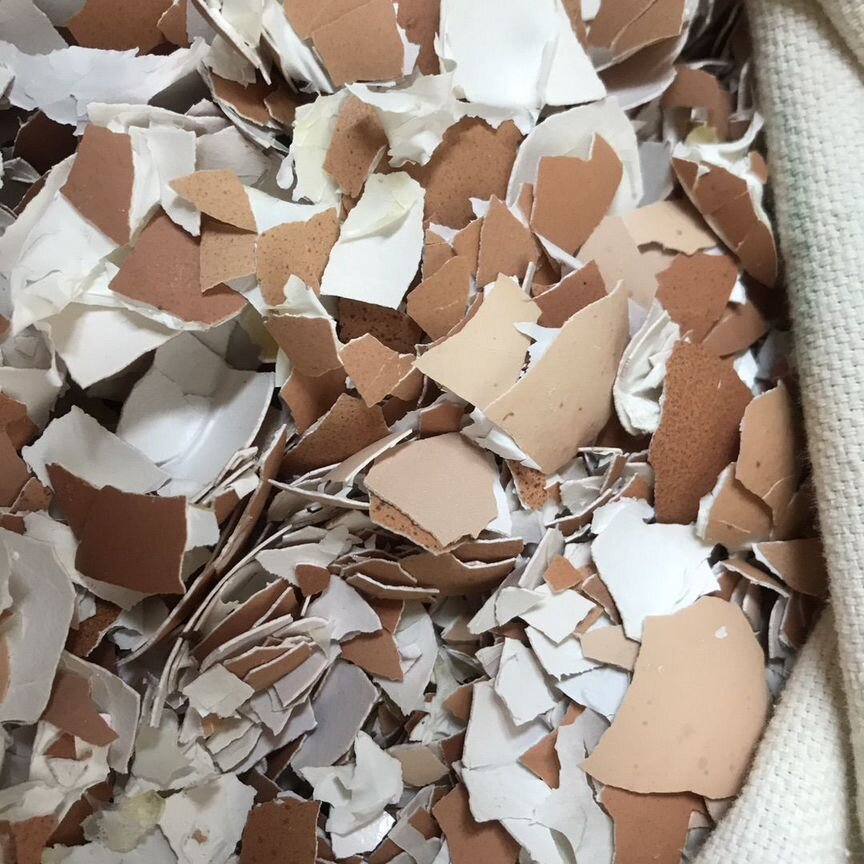 Яичная скорлупа сушеная бесплатно