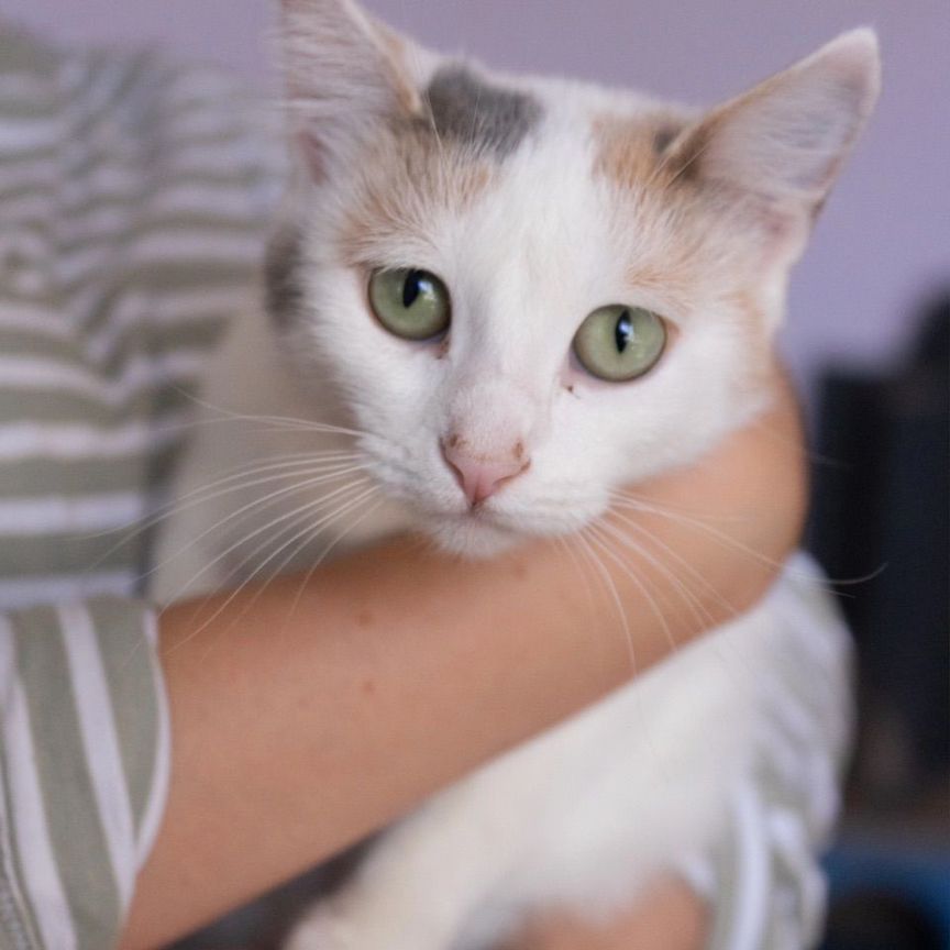 Кошка в добрые руки