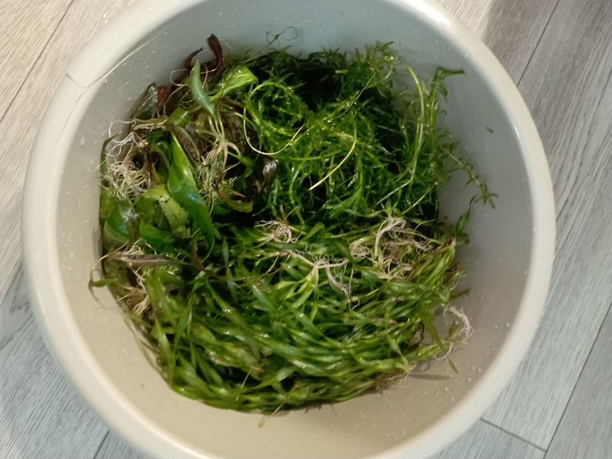 Аквариумная прополка