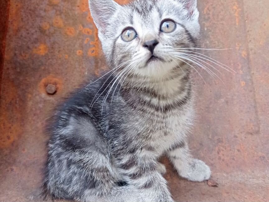 Нежное создание, котенок