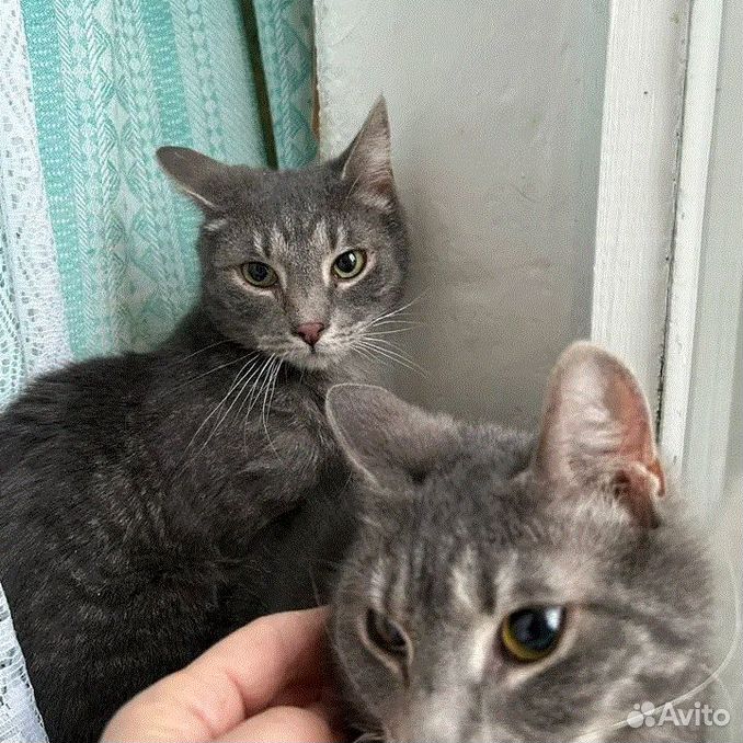 Такому дымчатому красавчику нужна передержка дом