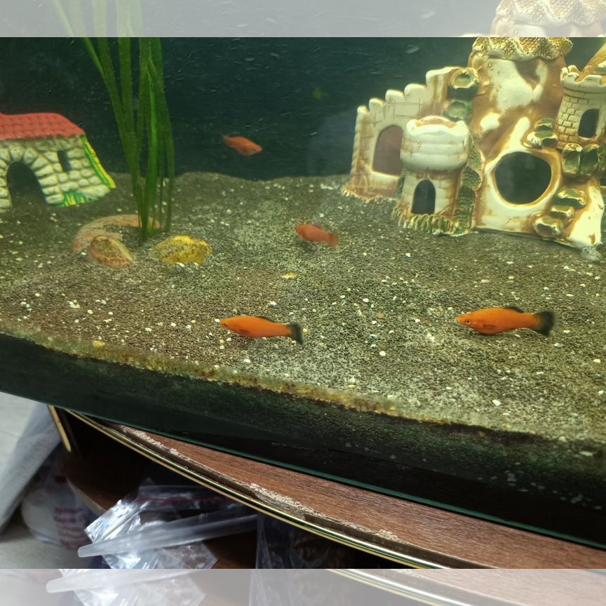 Аквариумные рыбки