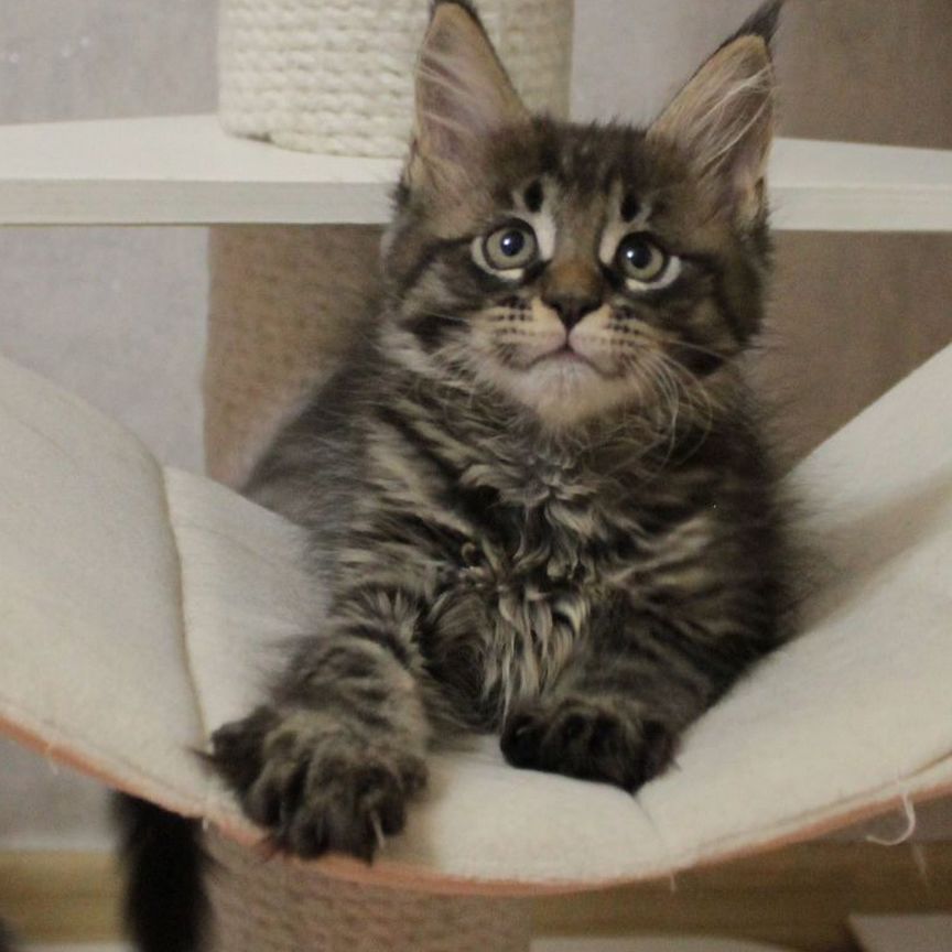 Шикарная мордастая девочка немецких линий