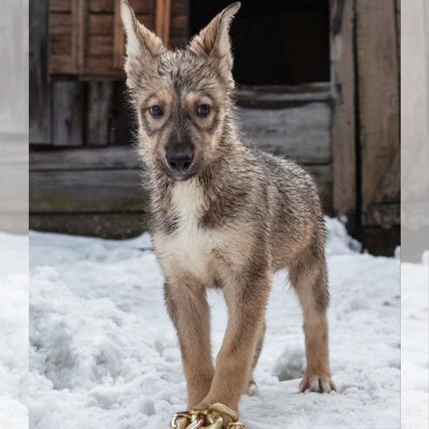 Щенок от частного владельца