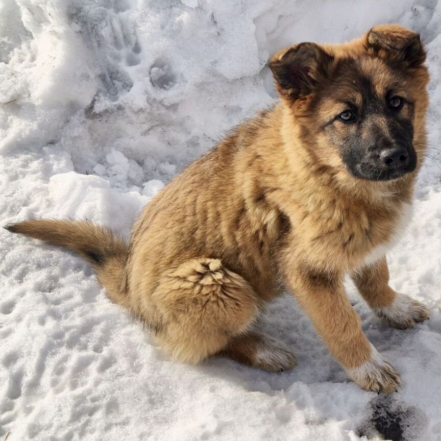 Щенок в добрые руки