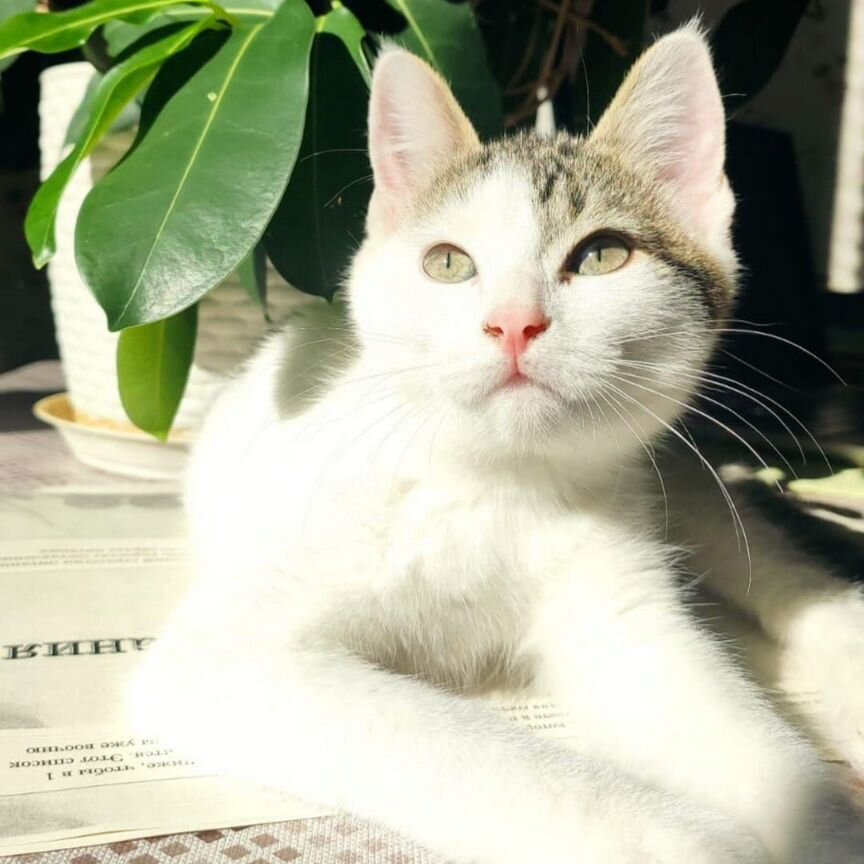 Забавный, маленький котёнок, в добрые руки