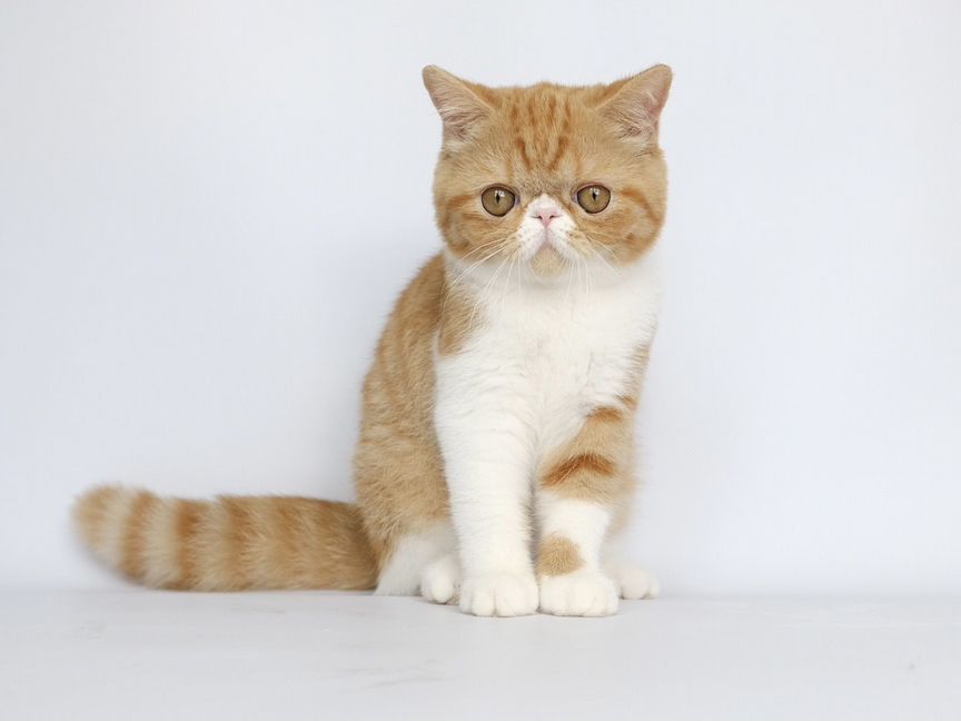 Экзотическая девочка 4 месяца