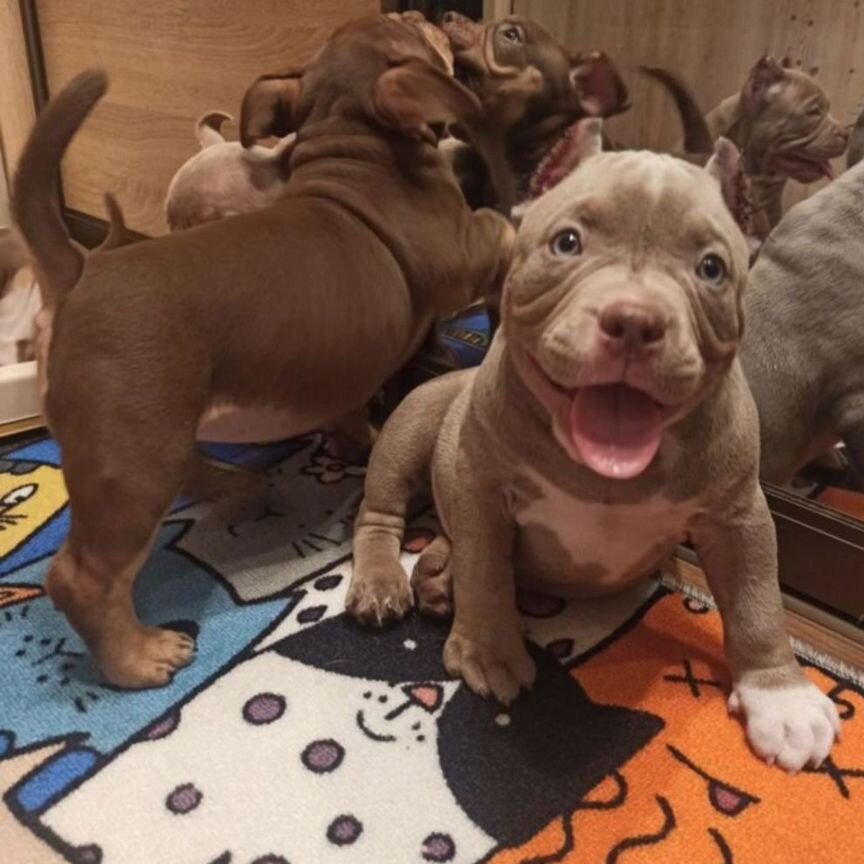 Американский булли щенки