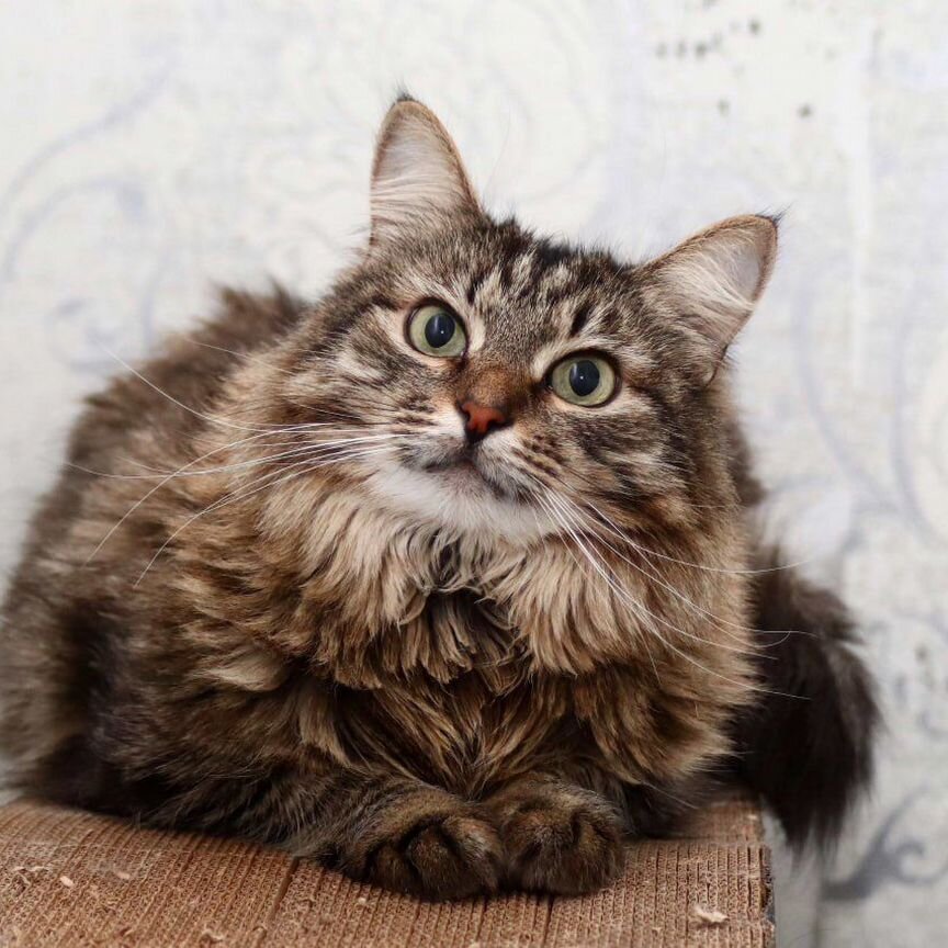 Айриш - нежная кошка для нежного человека