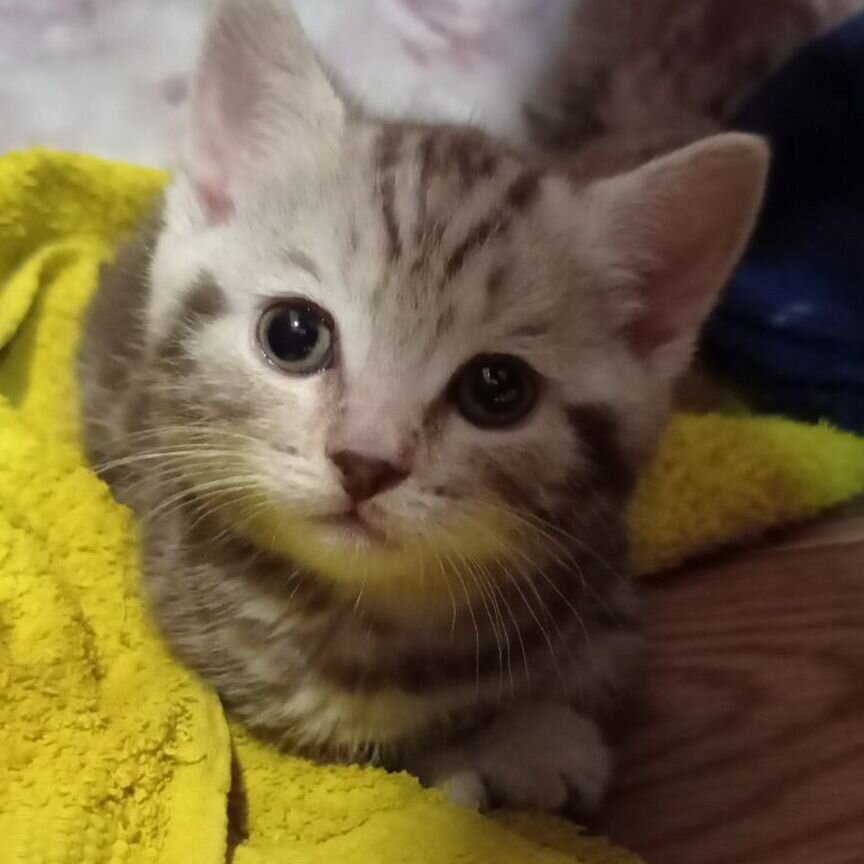 Продам котенка шотланского