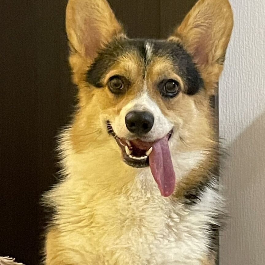 Корги