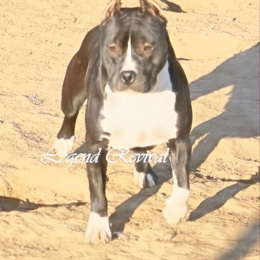 Американский стаффордширский терьер, щенок