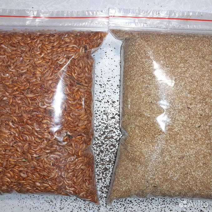 Гаммарус,дафния