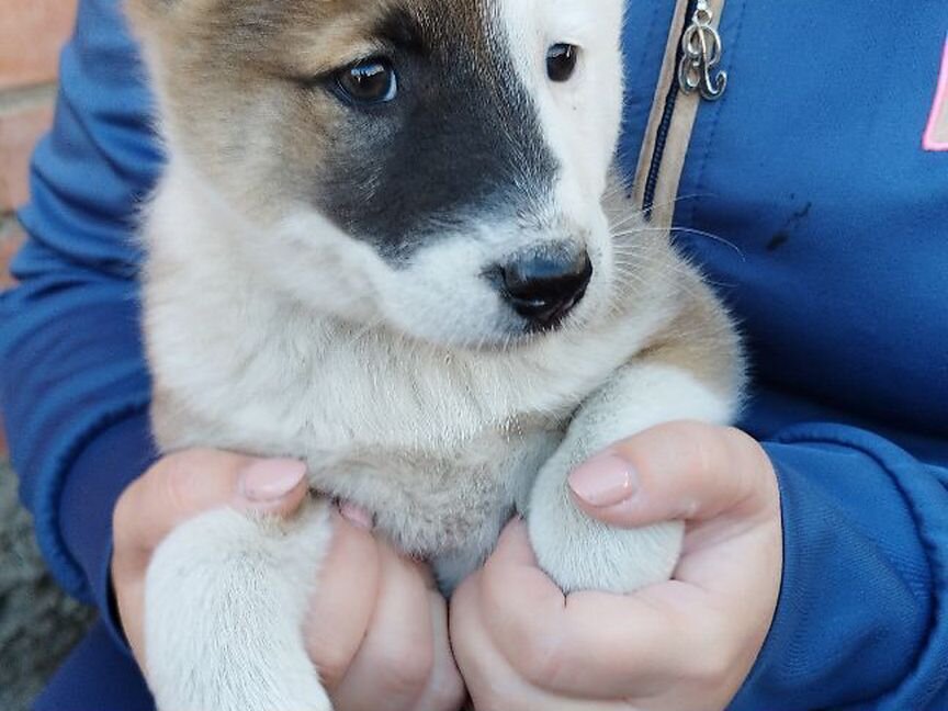Собака в добрые руки отдам бесплатно
