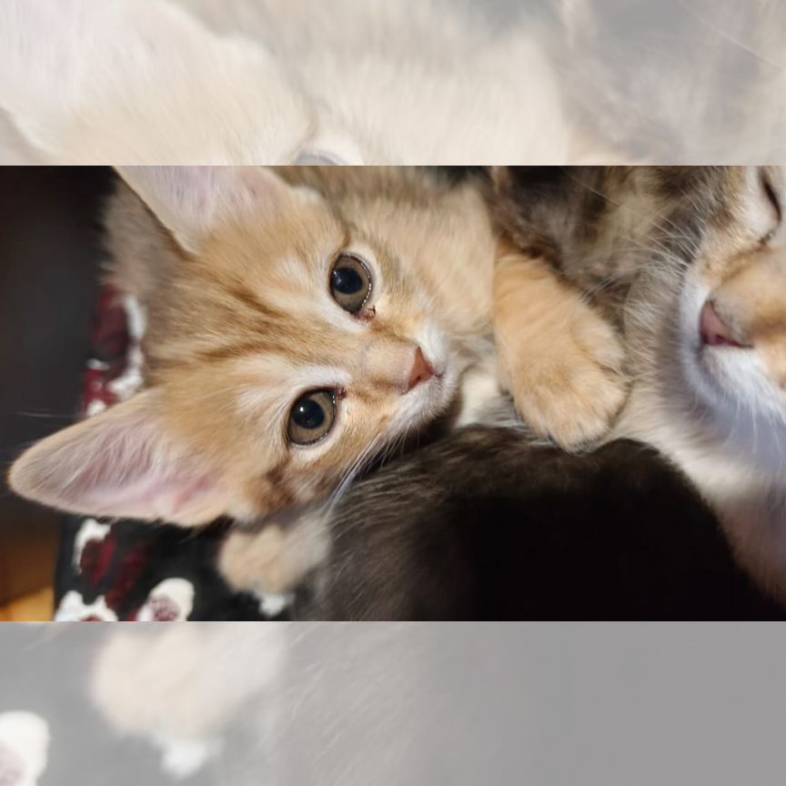 Сибирский котёнок