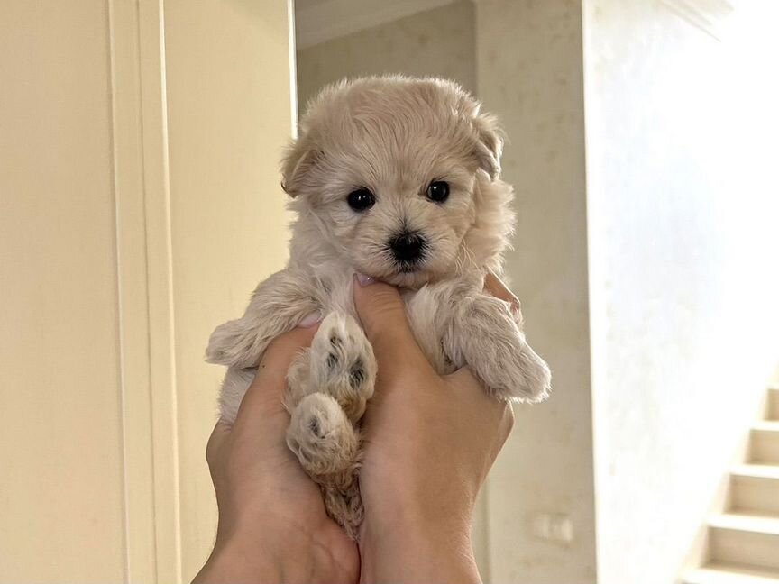 Мальтипу F1 mini щенок