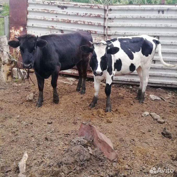 Коровы и телки
