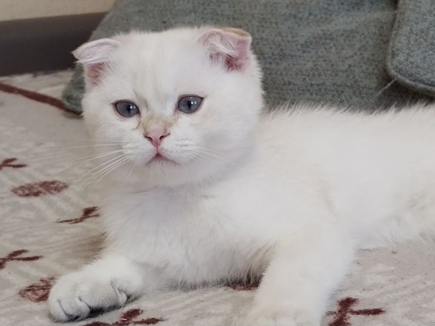 Мальчик шотландский золотой колорный