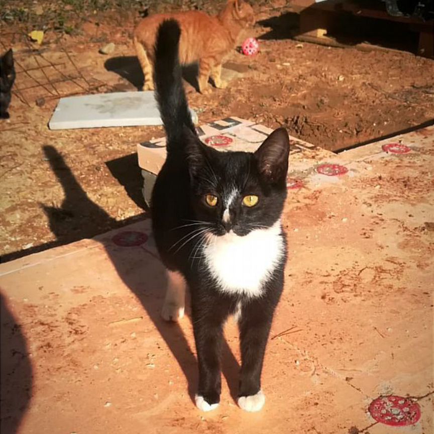 Черно белый котенок в добрые руки