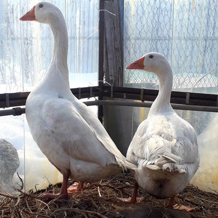 Инкубационное яйцо губернаторских гусей