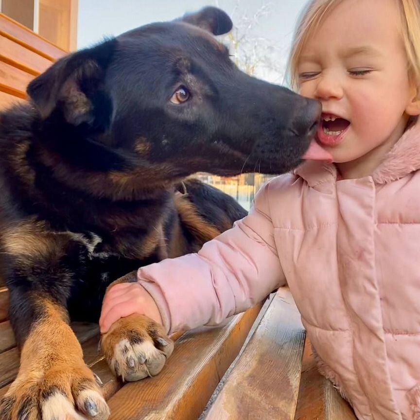 Роскошный чёрный немец овчарка в добрые руки