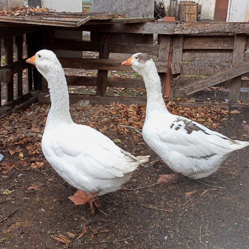 Гуси для души