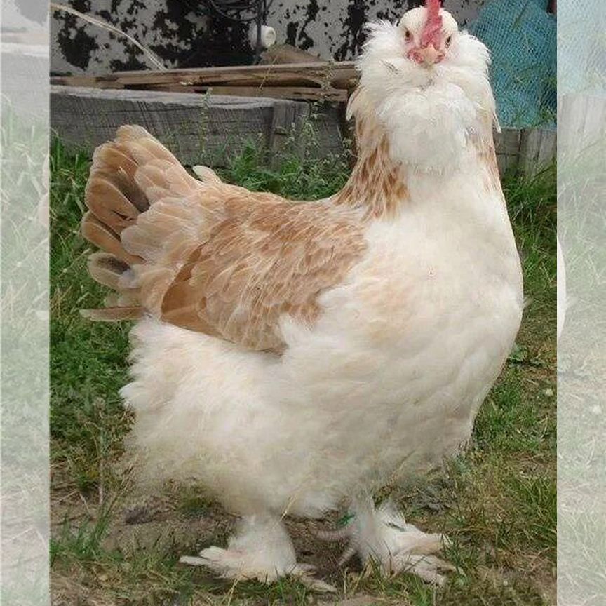 Яйца на инкубацию фавероль