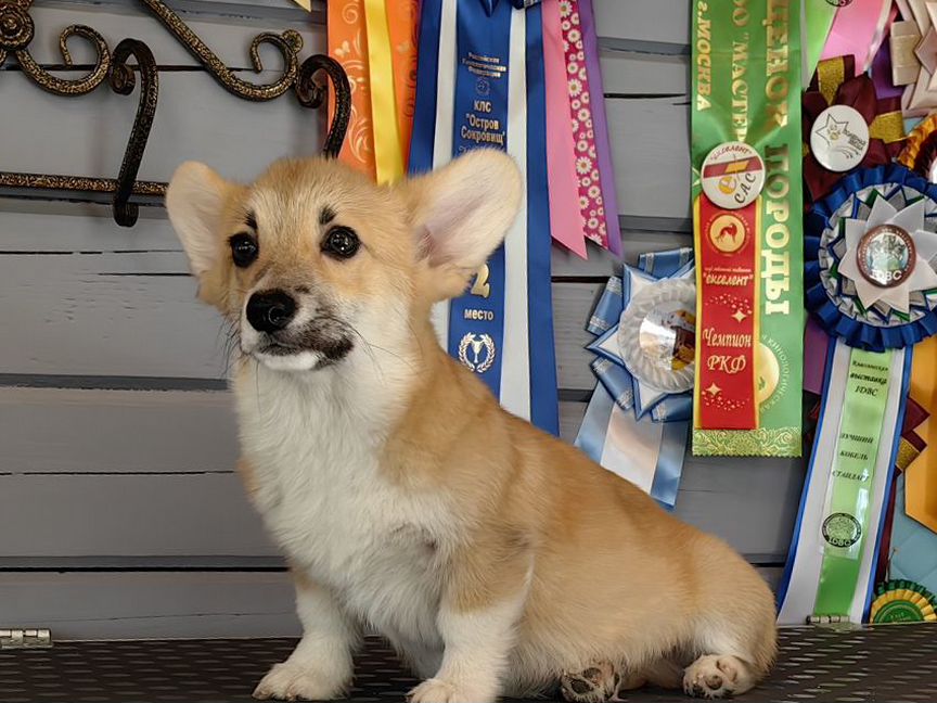 Драгон Флай. Beльш Kopги Пембpок