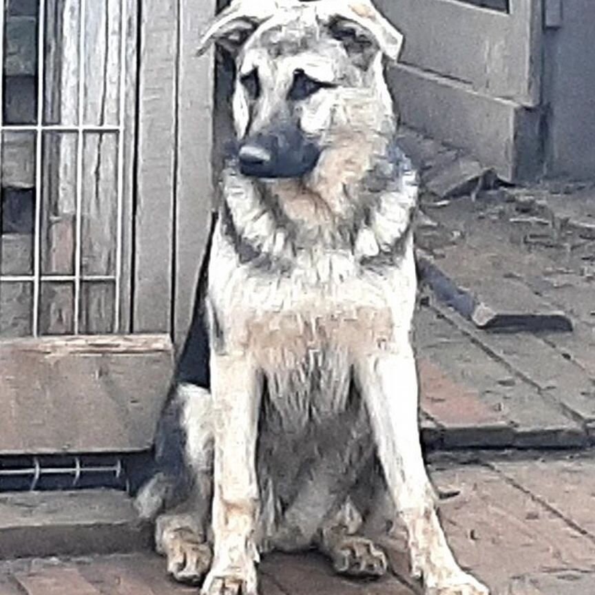 Восточноевропейская овчарка, щенок