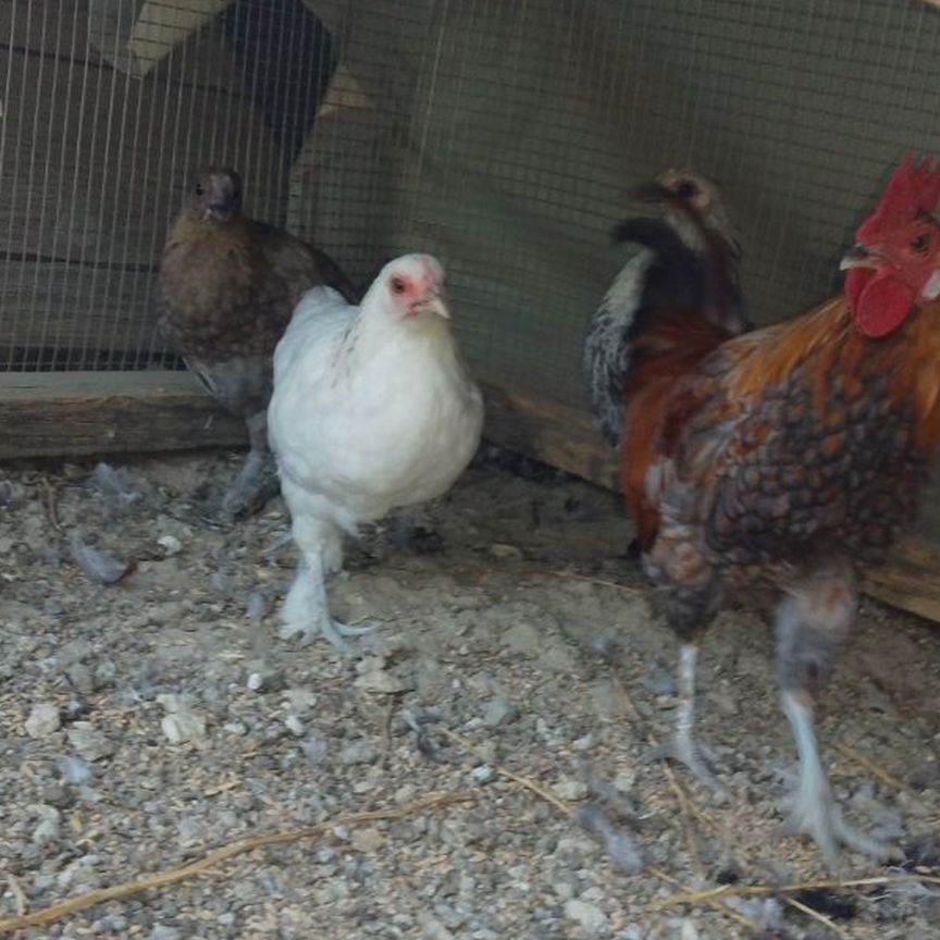 Куры молодки