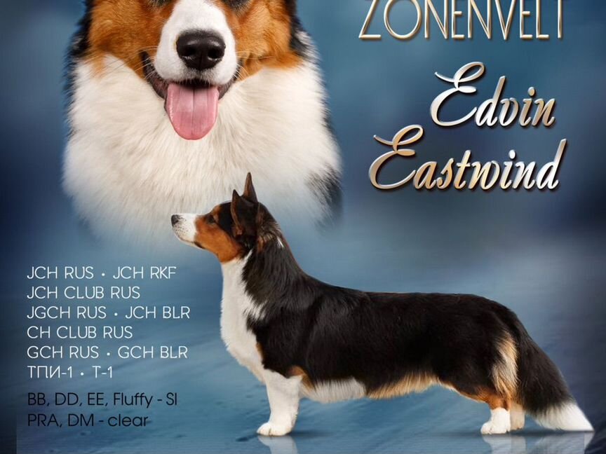 Вязка кабель Вельш Корги Кардиган