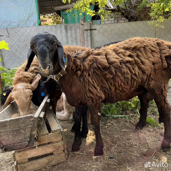 Продам кочкариков Гисары