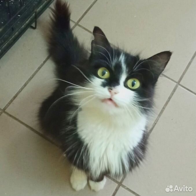 Маркиза с гипнотизирующим взглядом хочет домой