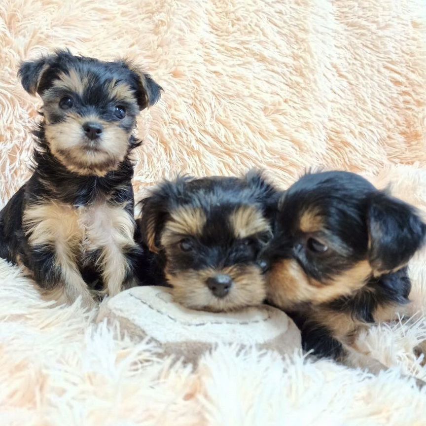Йоркширский терьер, щенок