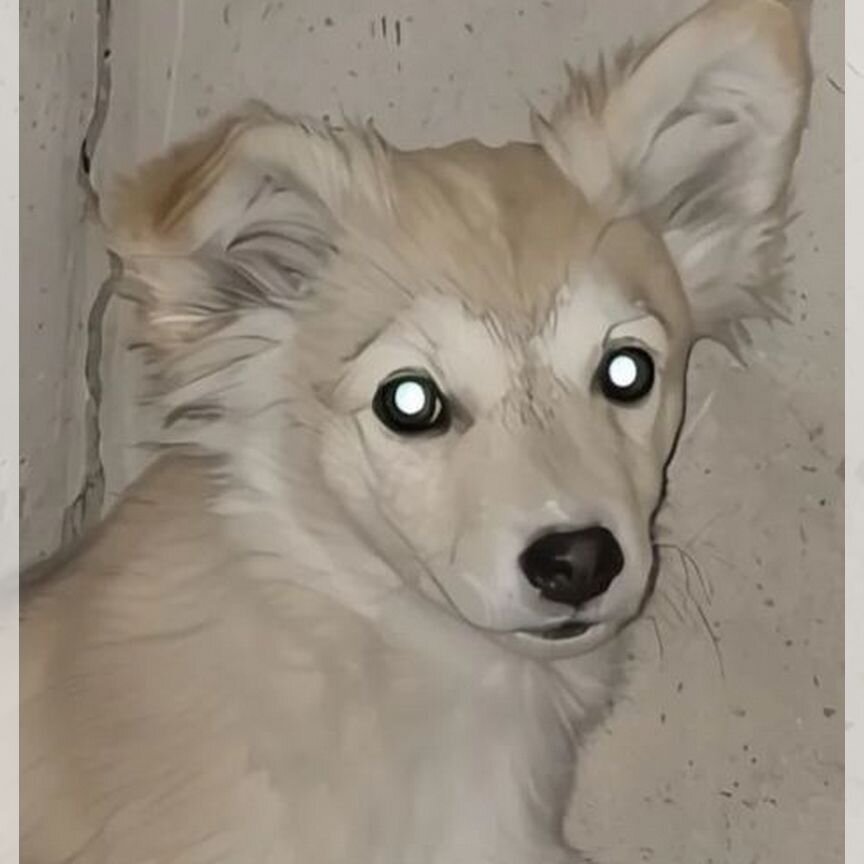 Щенок в добрые руки