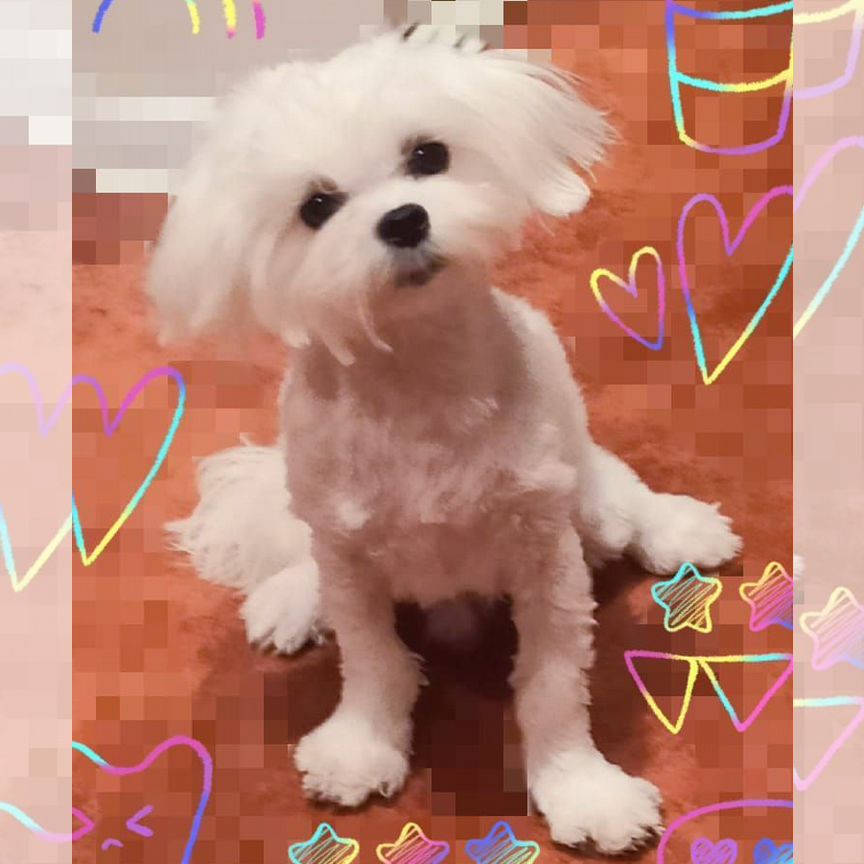 Мальтийская болонка малец