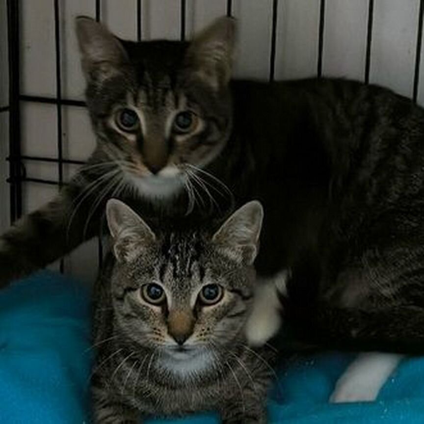 Девочка и мальчик 3 мес полосатики мини приют