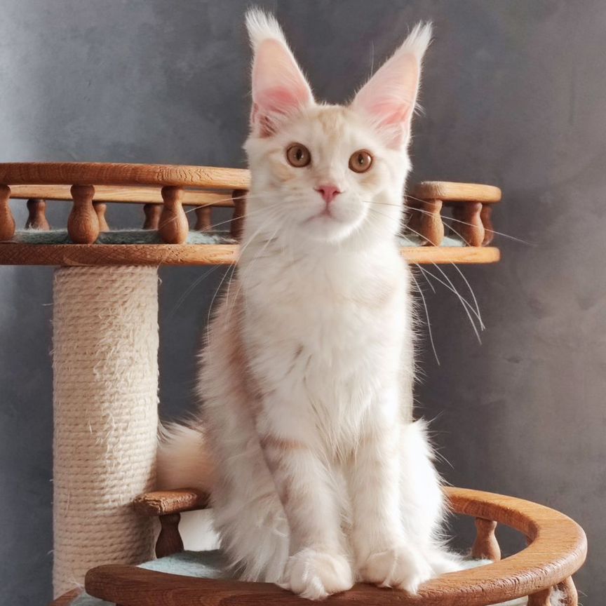 Серебряная красавица