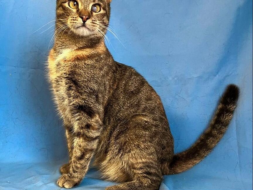 Кошечка из приюта ищет дом