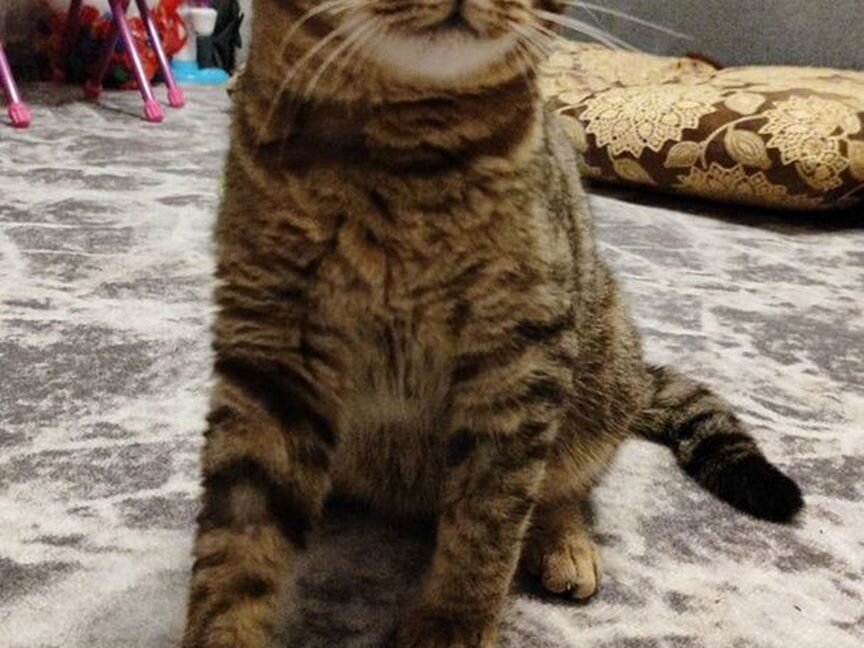 Кошечка