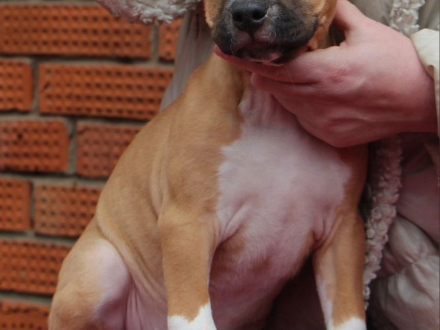 Очаровательный стаффик