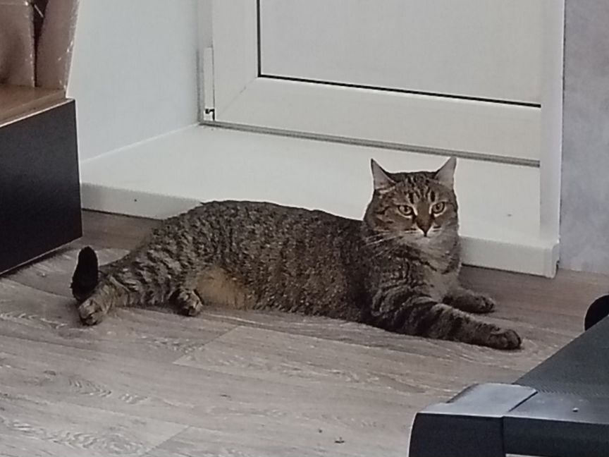 Кошка